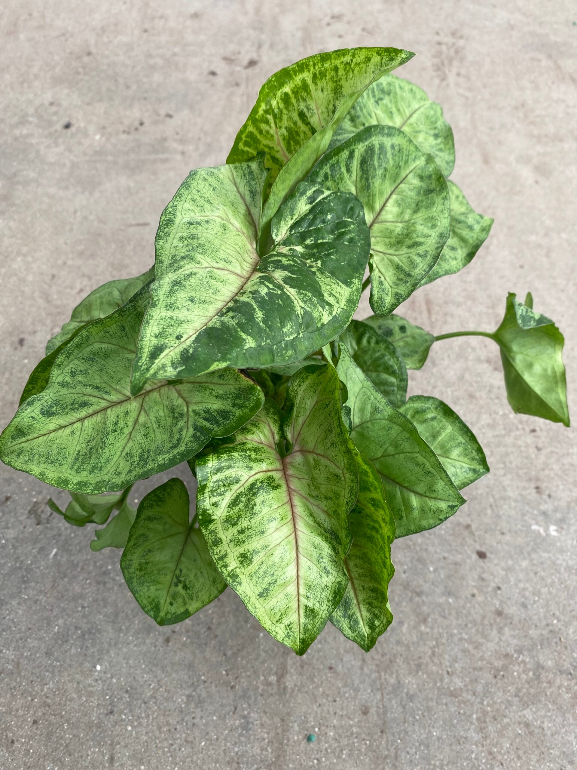 Syngonium podophyllum 'Berry Allusion' | Creature's Plants & Coffee