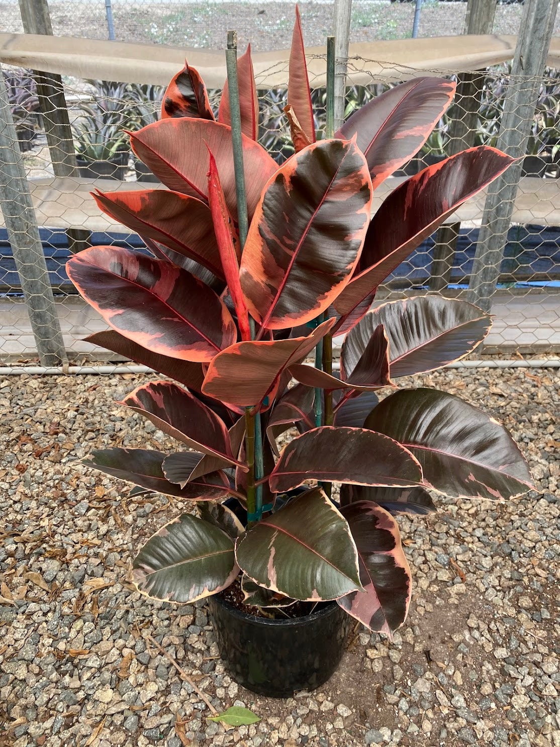 Ficus elastica decora 'Ruby Pink' | Creature's Plants & Coffee