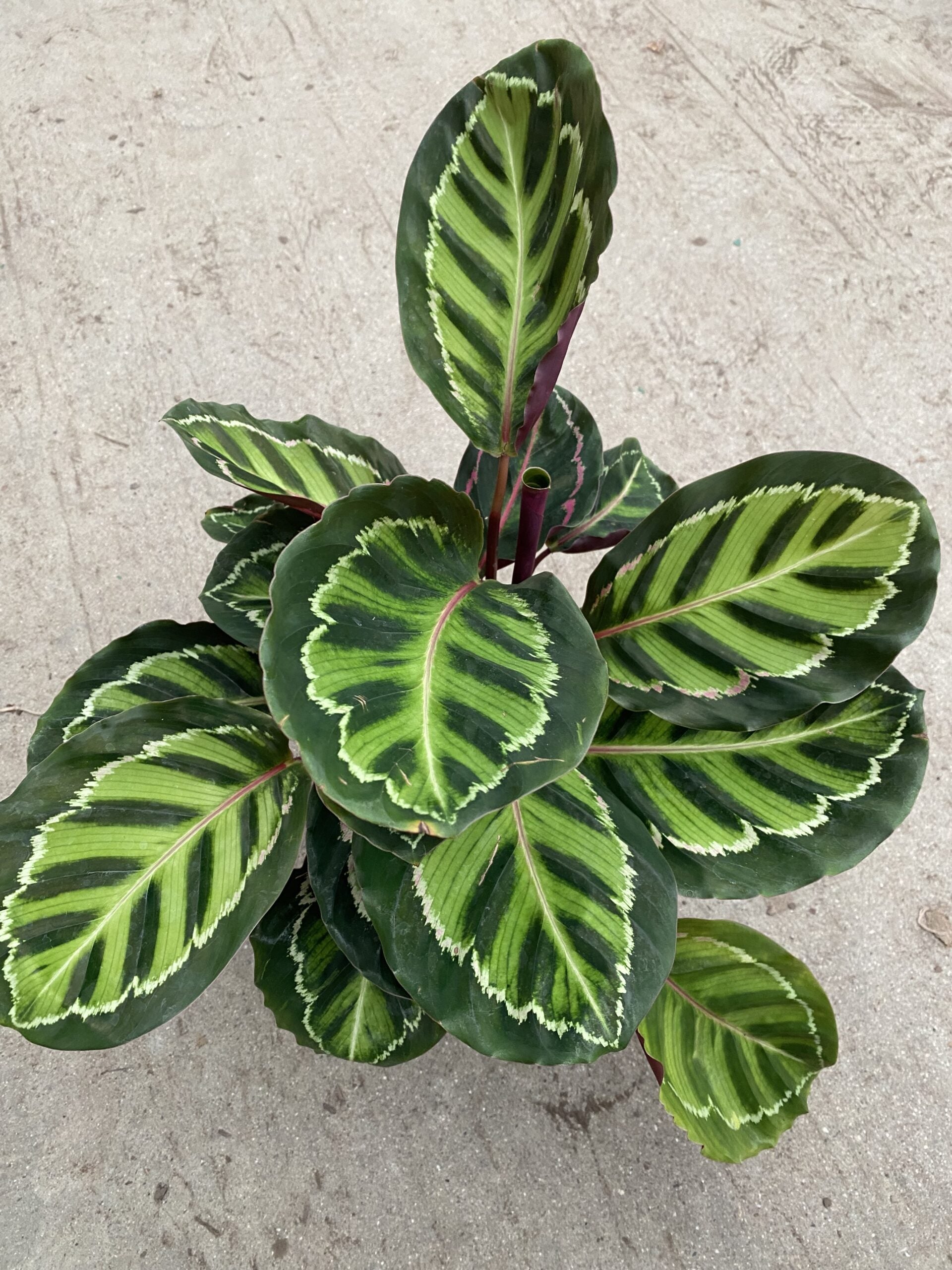 Calathea Roseo Picta | Creature's - Main Site