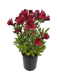 Alstroemeria 'Inca Tirol' 1 Gallon | Creature's Plants & Coffee - Main