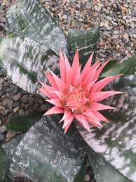 6" Aechmea Fasciata Primera Spineless | Creature's - Main Site